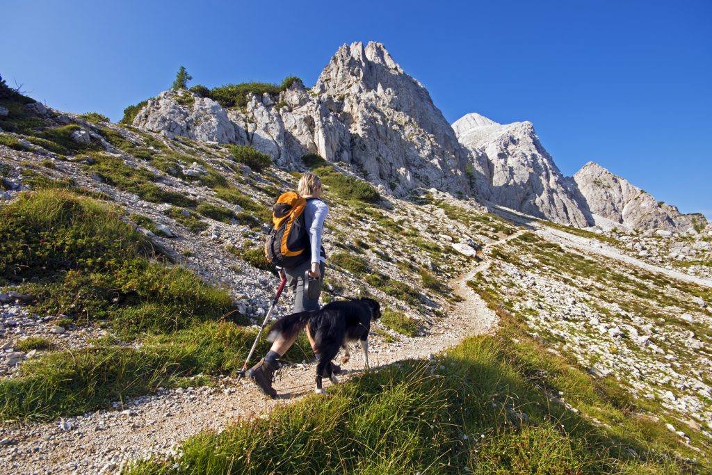 Trail Dog Basics | Phox Rides